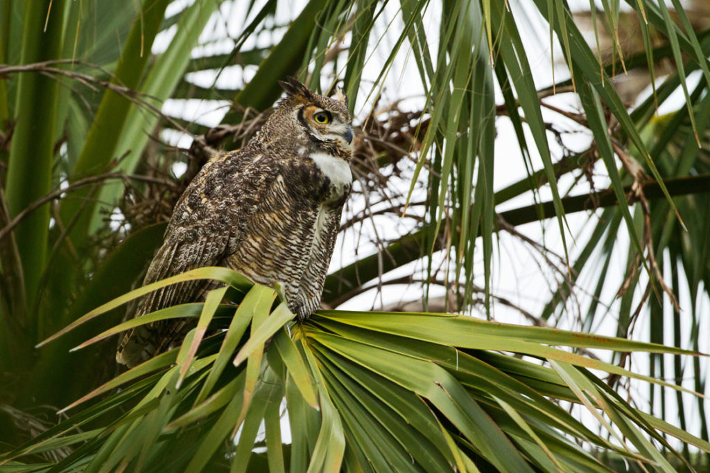 The Story of Sabal – Sabal Palm Sanctuary