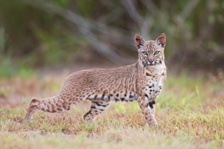 The Story of Sabal – Sabal Palm Sanctuary